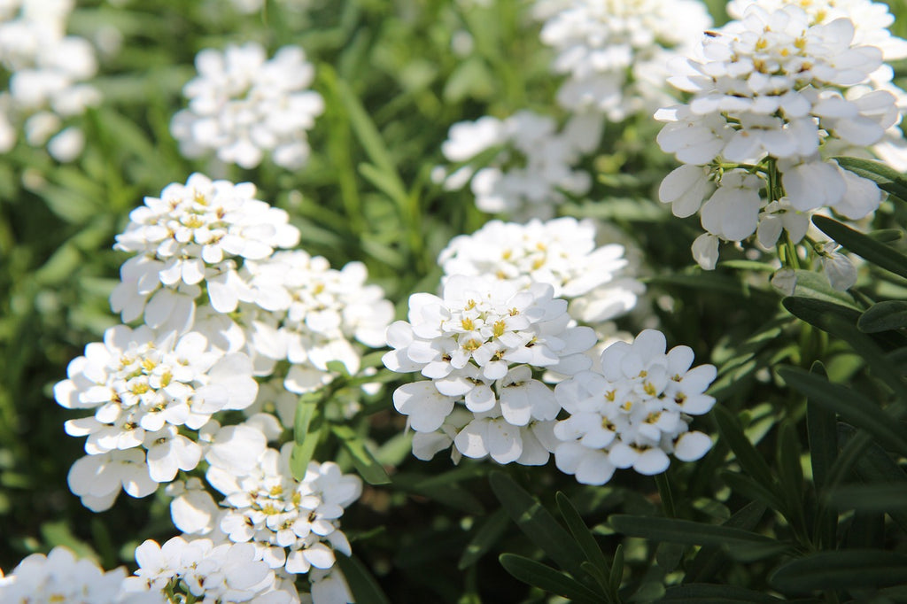 Iberis sempervirens CANDYTUFT – Ferri Seeds