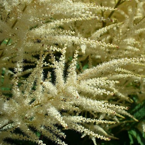 Aruncus aethusifolius DWARF GOATSBEARD – Ferri Seeds