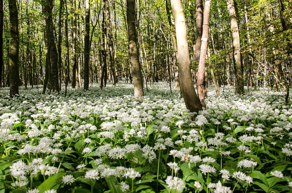 Allium ursinum RAMSON'S WILD GARLIC – Ferri Seeds