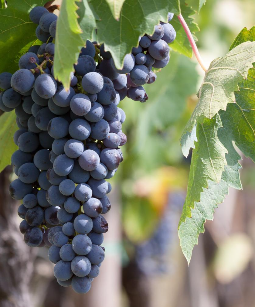 Vitis vinifera WINE GRAPE – Ferri Seeds