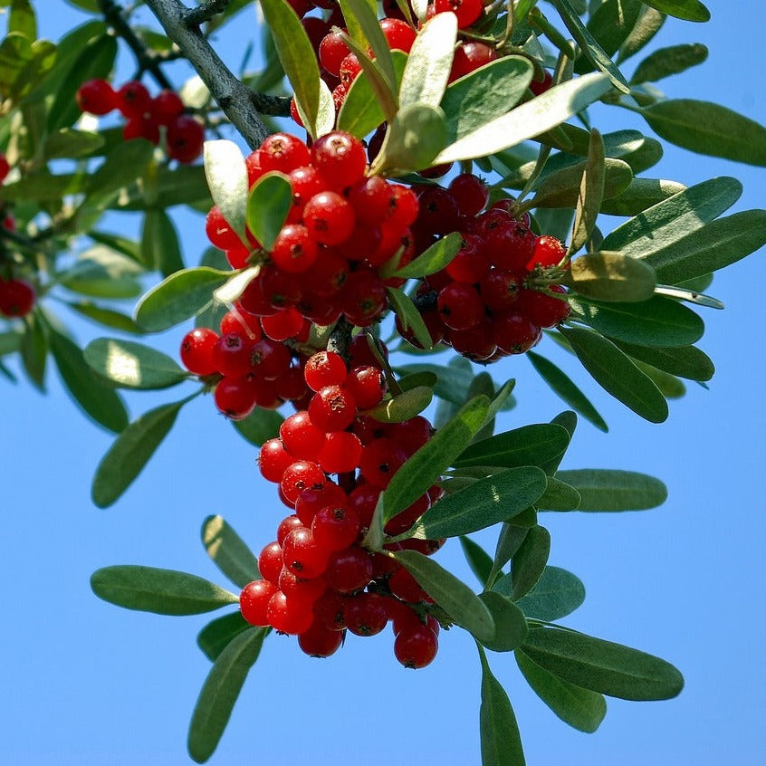 Shepherdia argentea SILVER BUFFALOBERRY – Ferri Seeds