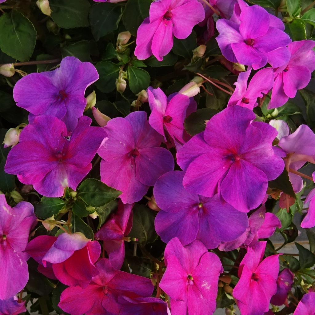 Impatiens walleriana IMPATIENS 'VIOLET' – Ferri Seeds