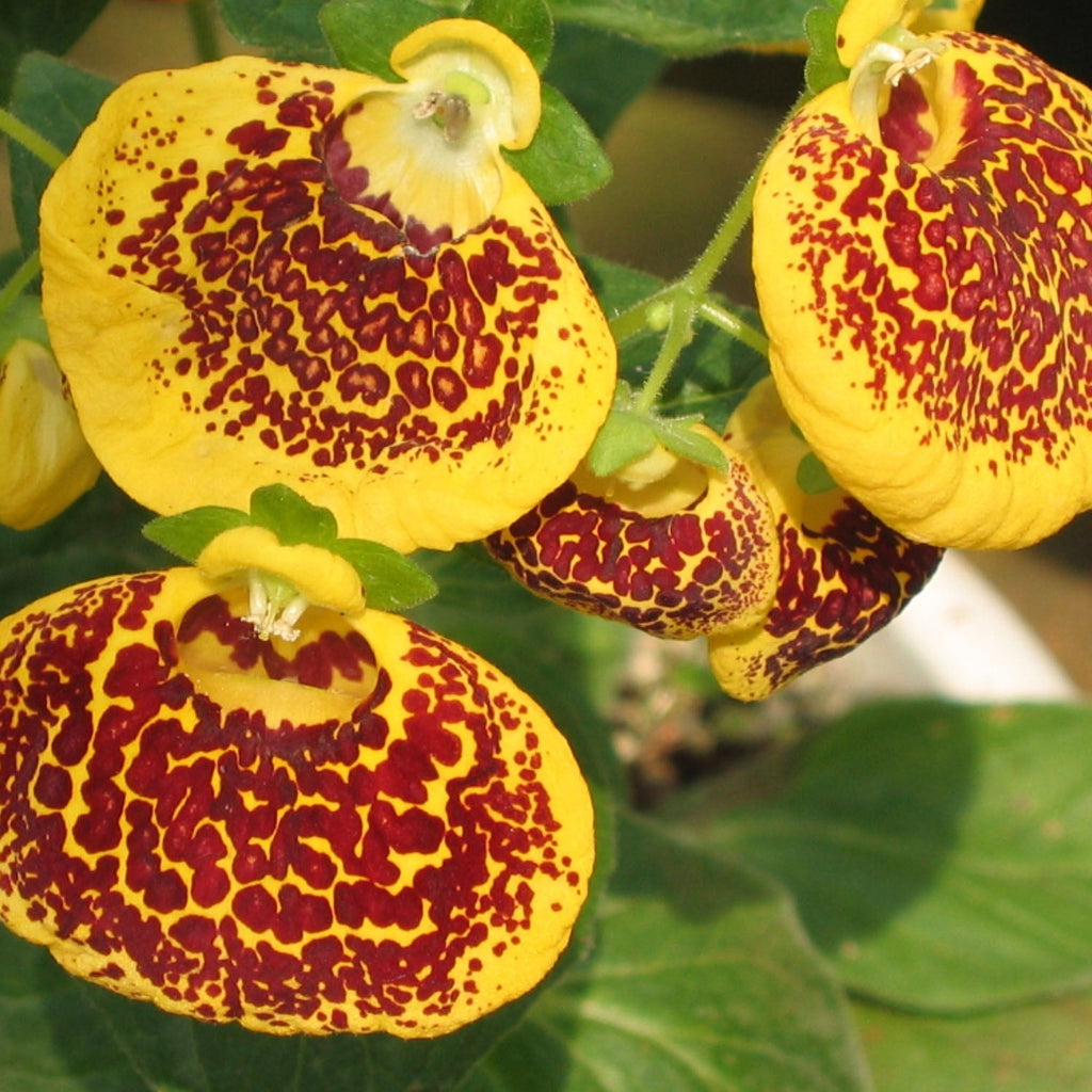 Calceolaria herbeohybrida LADY SLIPPER FLOWER MIX – Ferri Seeds