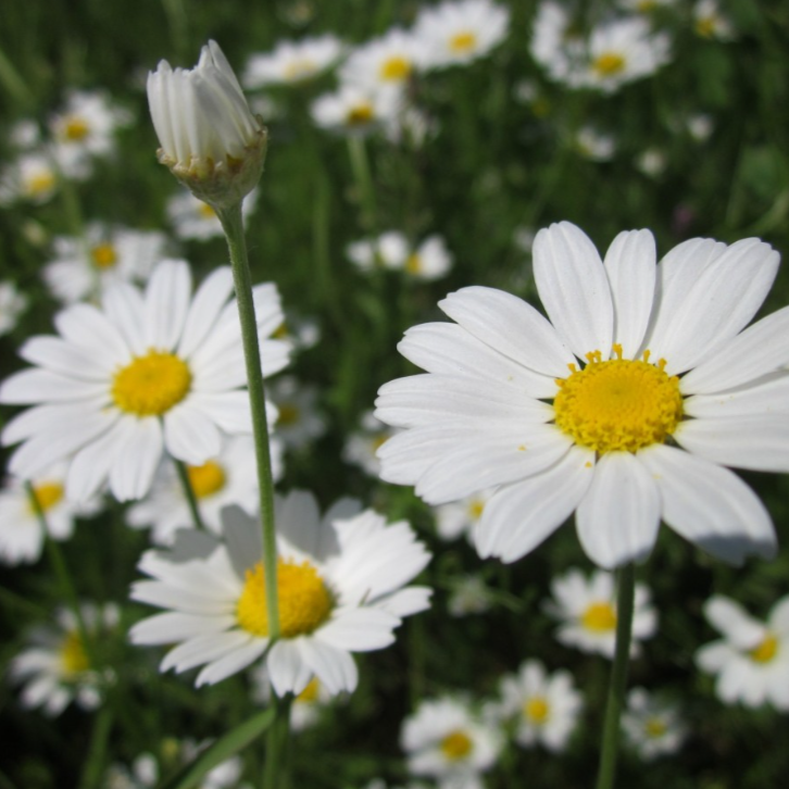 Anthemis tinctoria alba WHITE DYER'S CHAMOMILE – Ferri Seeds
