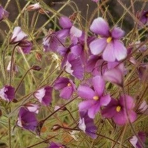 Byblis filifolia RAINBOW PLANT – Ferri Seeds