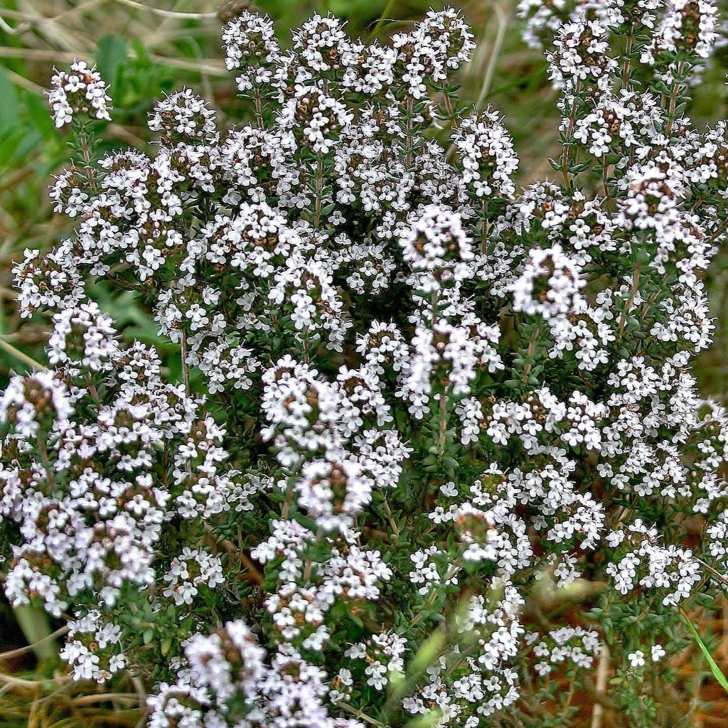 SUMMER THYME, FRENCH THYME Thymus vulgaris – Ferri Seeds