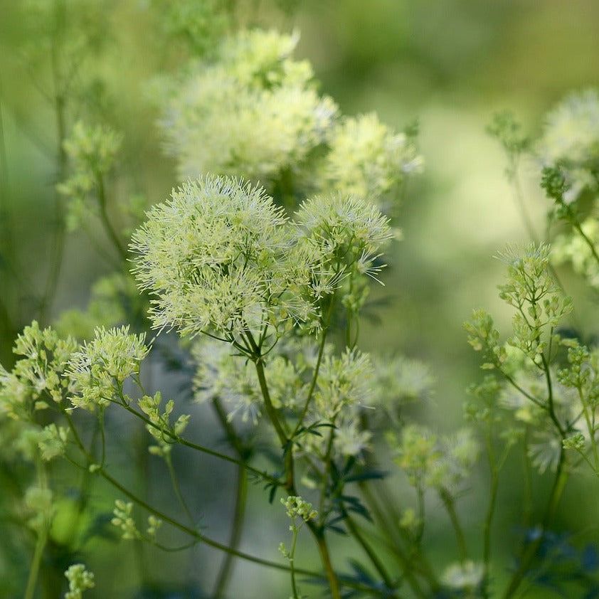 Thalictrum flavum YELLOW MEADOW RUE – Ferri Seeds