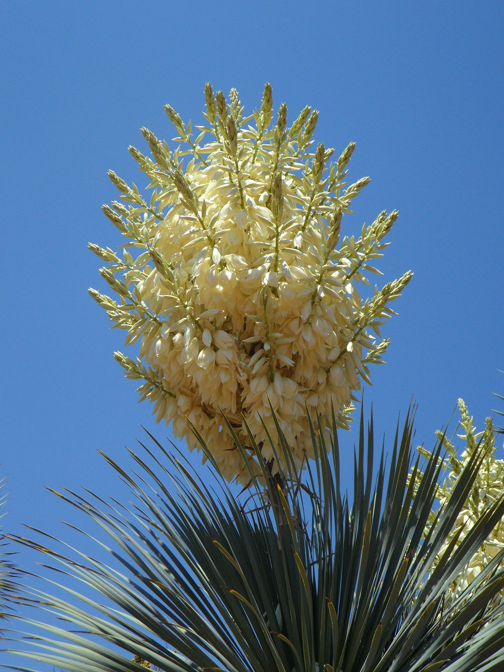 Yucca rostrata SILVER BEAKED YUCCA – Ferri Seeds