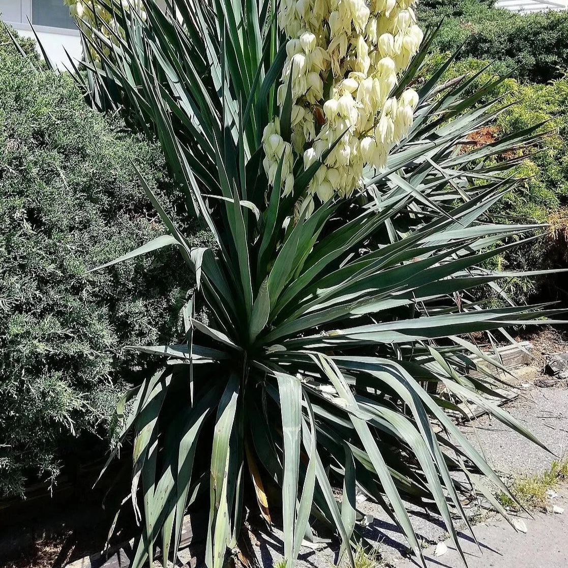 HARDY YUCCA Filamentosa – Ferri Seeds
