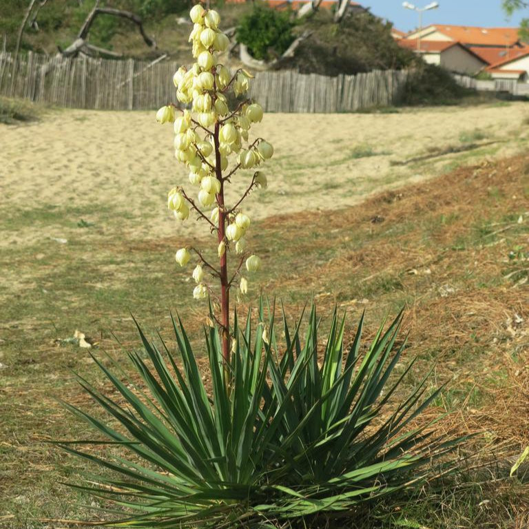 Yucca filamentosa HARDY YUCCA – Ferri Seeds