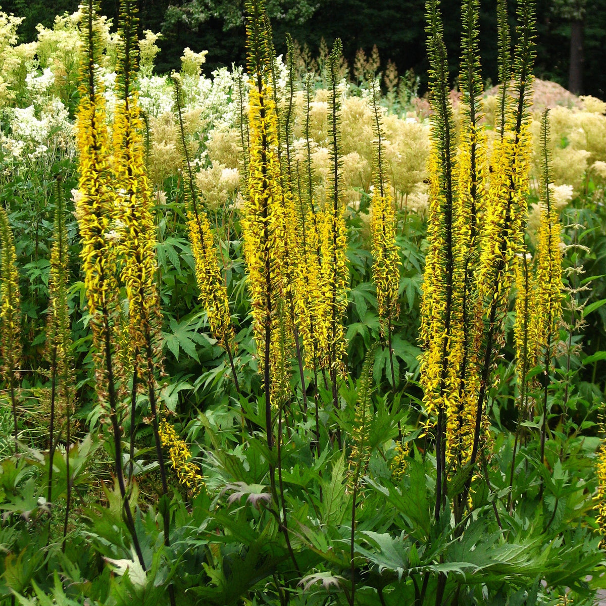 BIG LEAF LIGULARIA, SERRATED-LEAF RAGWORT, Przewalskii – Ferri Seeds