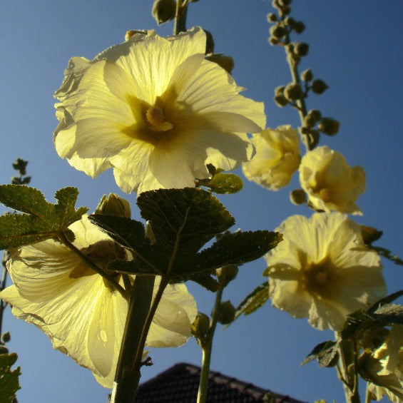 Alcea taurica YELLOW HOLLYHOCK – Ferri Seeds