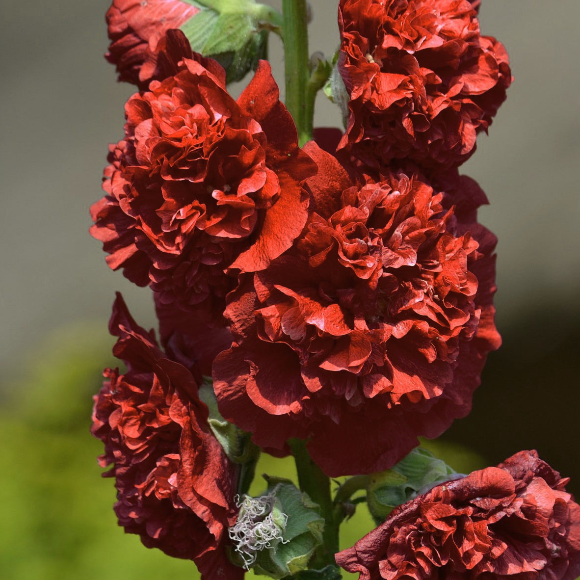 DOUBLE CHESTNUT-BROWN HOLLYHOCK Alcea rosea – Ferri Seeds