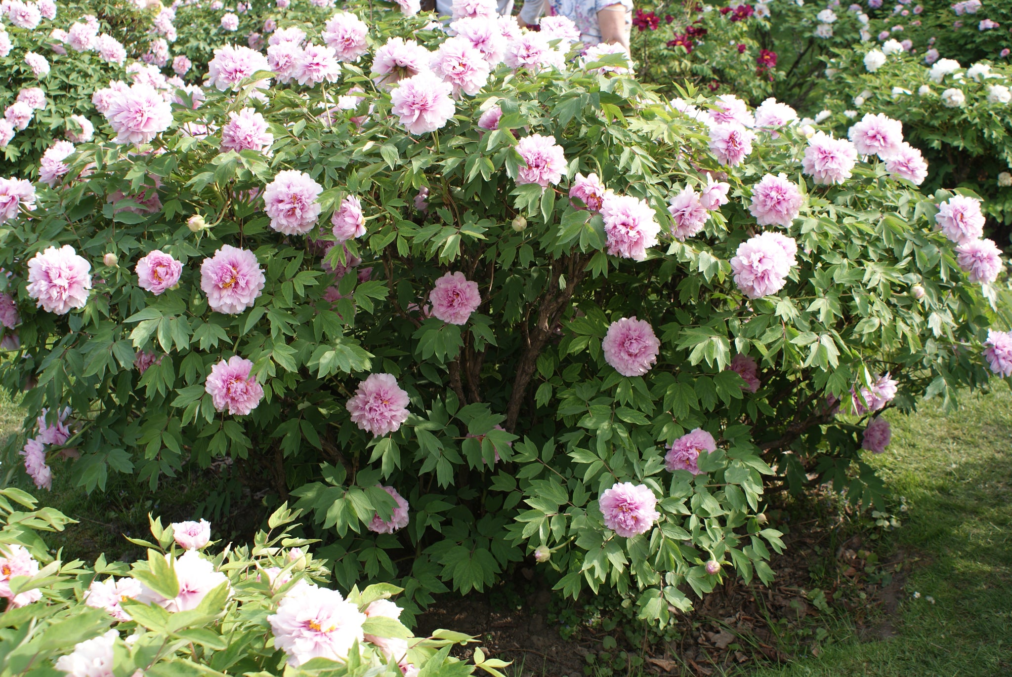 ROCKII TREE PEONY Paeonia – Ferri Seeds