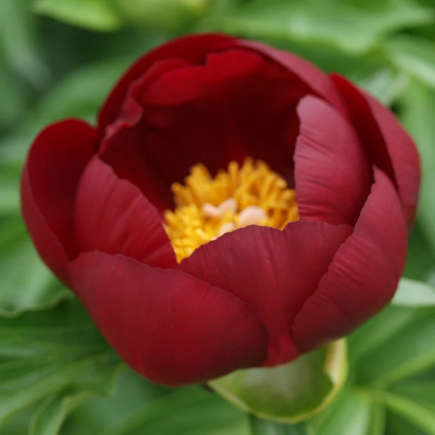 DEEP-RED PEONY Paeonia peregrina – Ferri Seeds