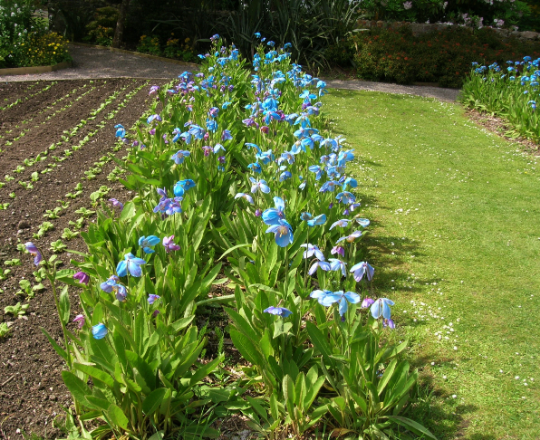 BLUE POPPY With PINK! Meconopsis sheldonii Lingholm – Ferri Seeds