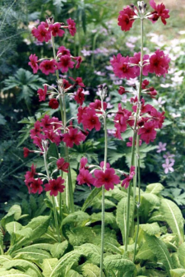CANDELABRA PRIMROSE Primula pulverulenta – Ferri Seeds