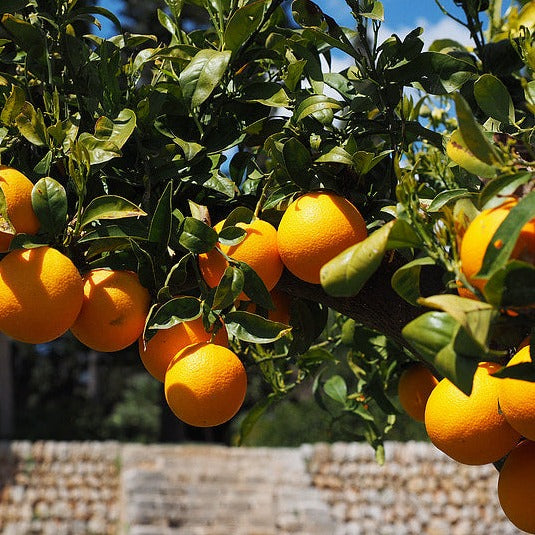 HARDY ORANGE Japanese Bitter Orange, Trifoliata poncirus (Canada only ...