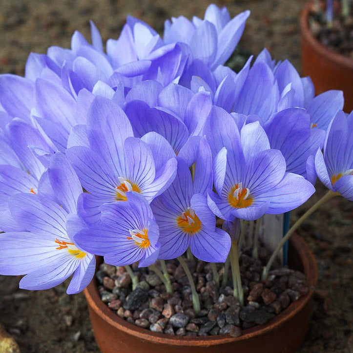 Crocus pulchellus FALL CROCUS – Ferri Seeds