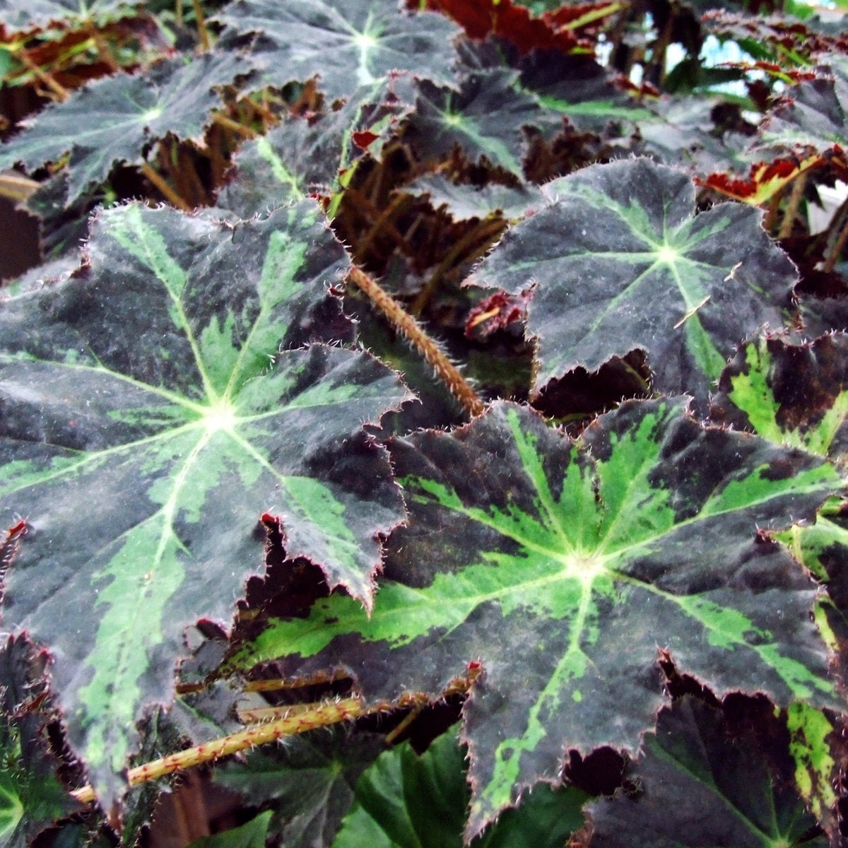BEGONIA STAR Heracleifolia Ornamental Exotic – Ferri Seeds