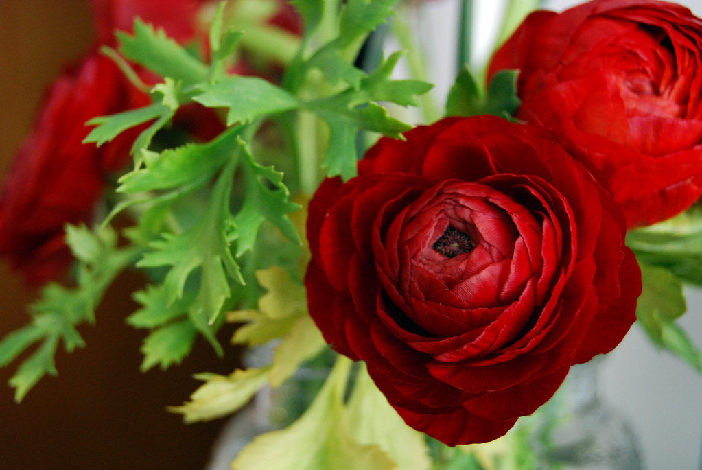 Ranunculus DOUBLE RED RANUNCULUS – Ferri Seeds