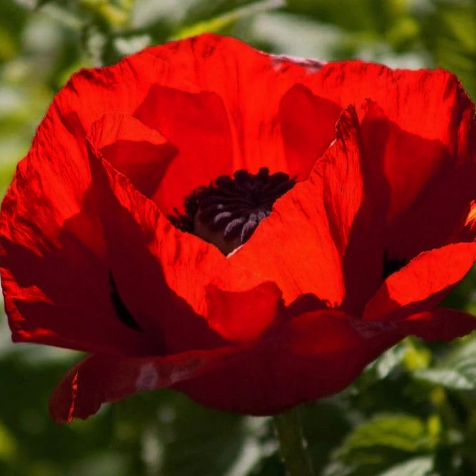 HUGE RED ORIENTAL PERSIAN IRANIAN POPPY Papaver orientale var. bractea ...