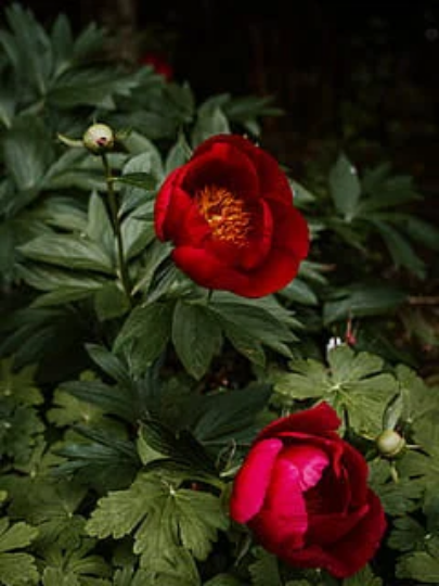 DEEP-RED PEONY Paeonia peregrina – Ferri Seeds