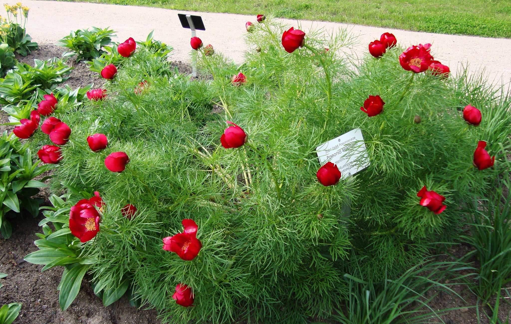 FERN-LEAF PEONY Paeonia tenuifolia – Ferri Seeds