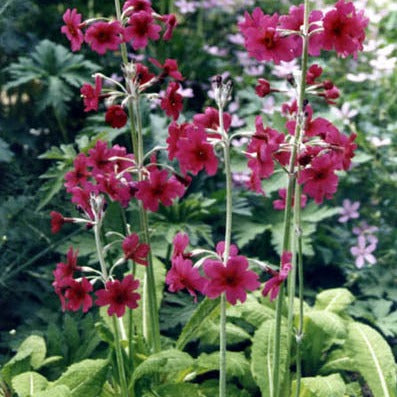 JAPANESE PRIMROSE Primula japonica – Ferri Seeds