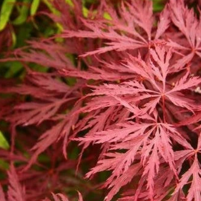 RED CUTLEAF JAPANESE MAPLE Acer palmatum – Ferri Seeds
