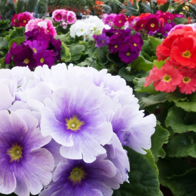 Primula vulgaris ENGLISH PRIMROSE MIX – Ferri Seeds