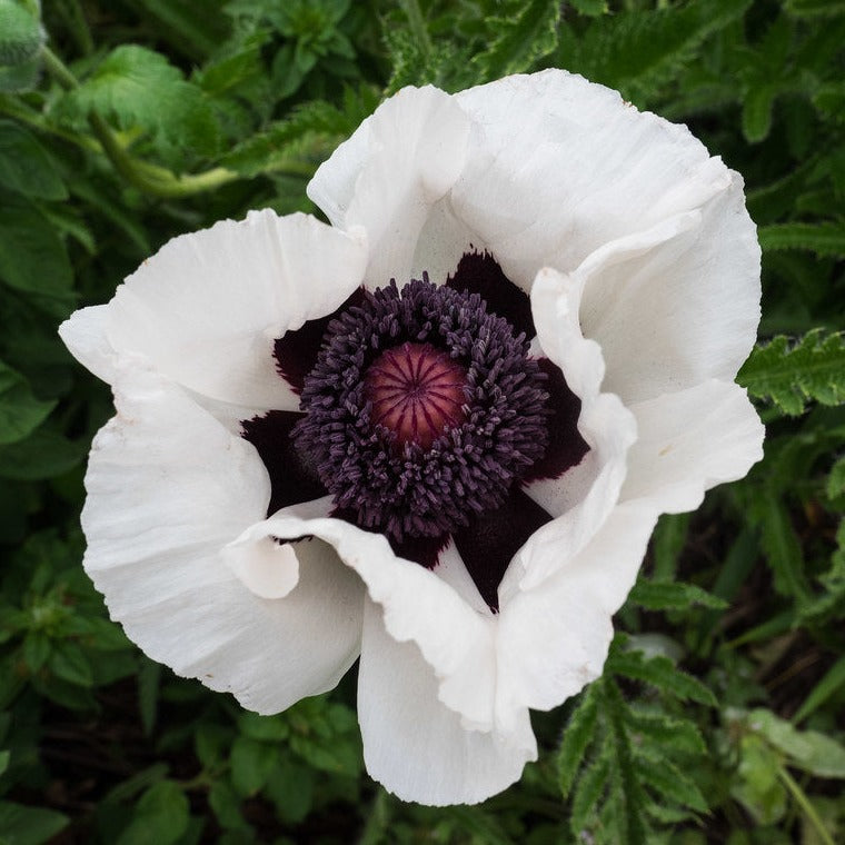 POPPY ORIENTAL WHITE Papaver orientale – Ferri Seeds