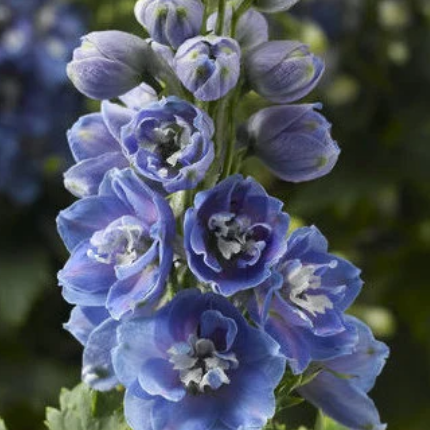 Delphinium elatum DELPHINIUM DOUBLE DELPHINA – Ferri Seeds