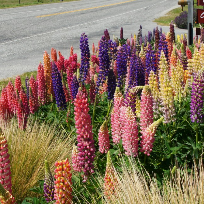 Lupinus polyphyllus LUPIN MIX – Ferri Seeds