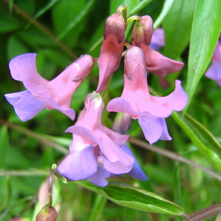 SPRING VETCHLING Lathyrus vernus 'Rainbow' – Ferri Seeds