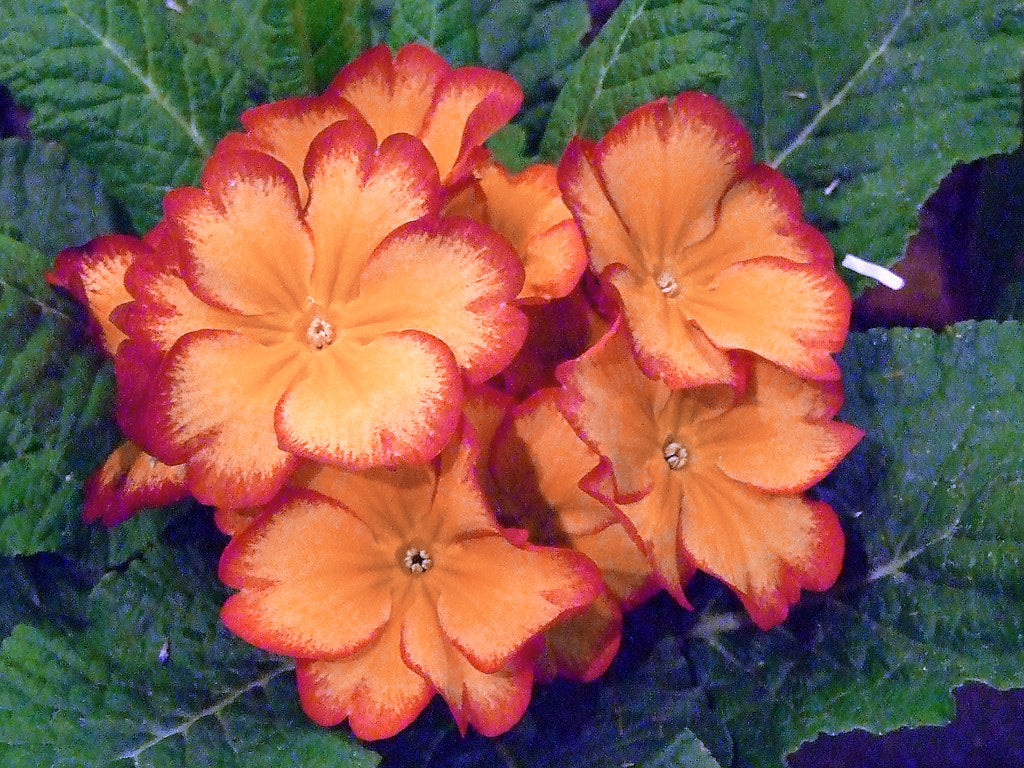 PRIMROSE SALMON SHADES Primula wanda – Ferri Seeds