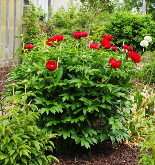 DEEP-RED PEONY Paeonia peregrina – Ferri Seeds