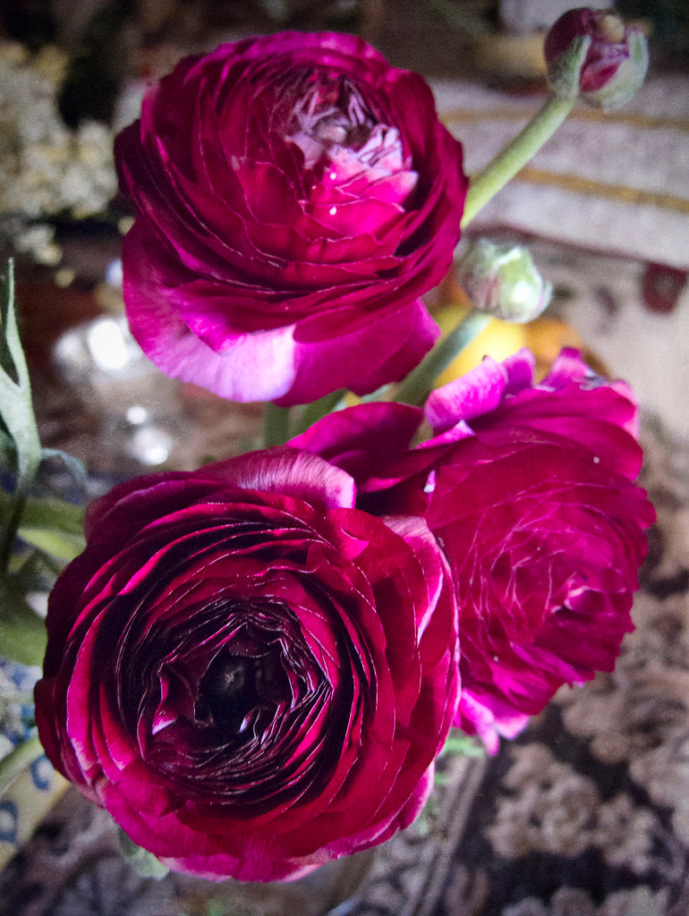 TALL RANUNCULUS MIX – Ferri Seeds