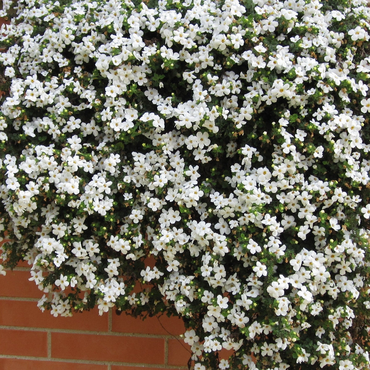BACOPA WHITE Snowtopia Sutera cordata – Ferri Seeds