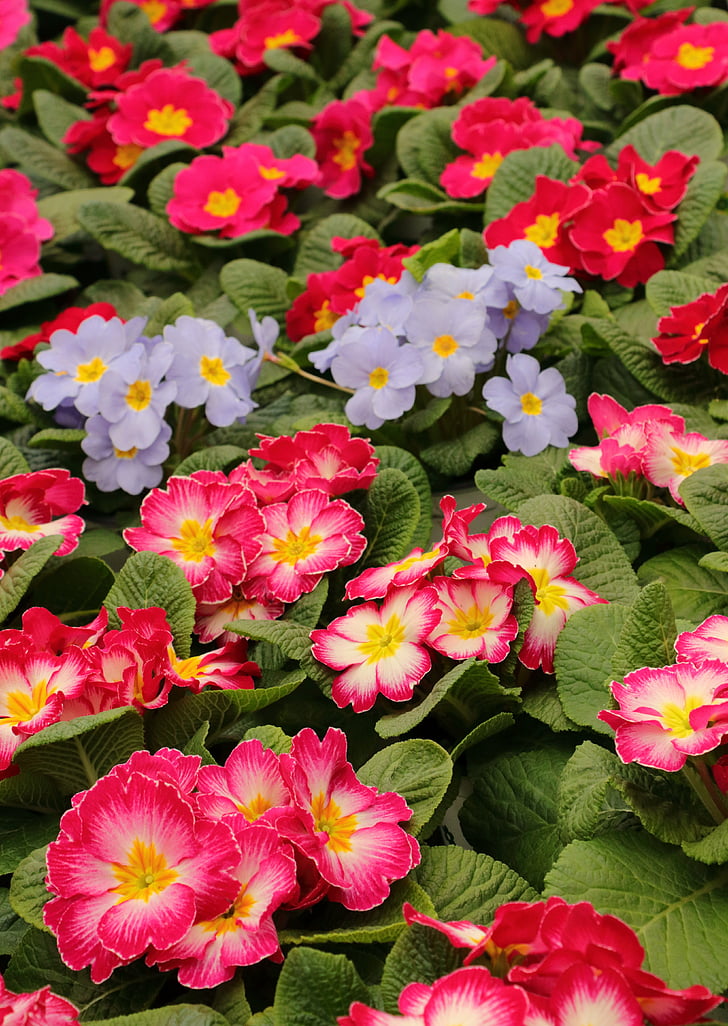 ENGLISH PRIMROSE MIX Primula vulgaris – Ferri Seeds