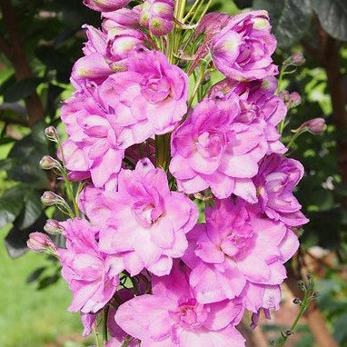 Pink Double elatum DELPHINIUM SWEETHEARTS – Ferri Seeds