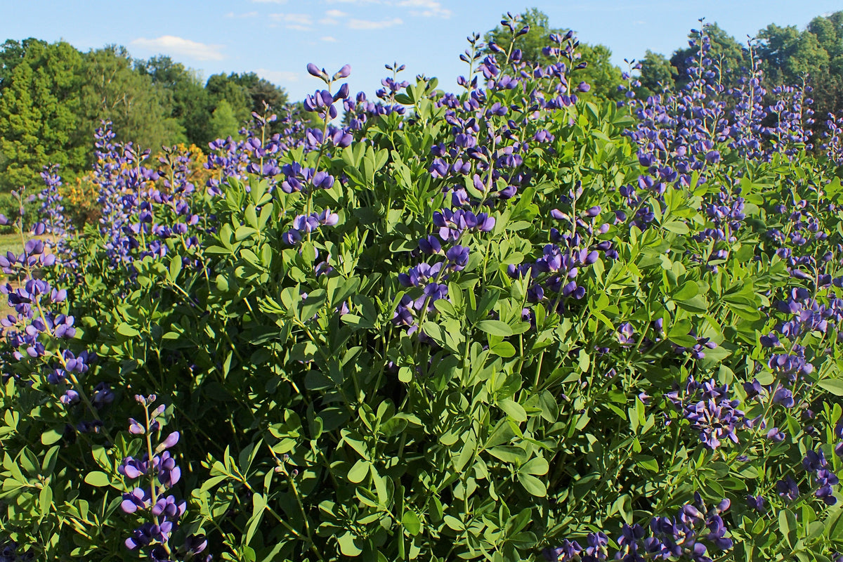 COMPACT BLUE WILD INDIGO Baptisia australis var. minor – Ferri Seeds