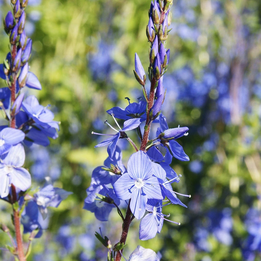 Salvia azurea SAGE AZURE – Ferri Seeds