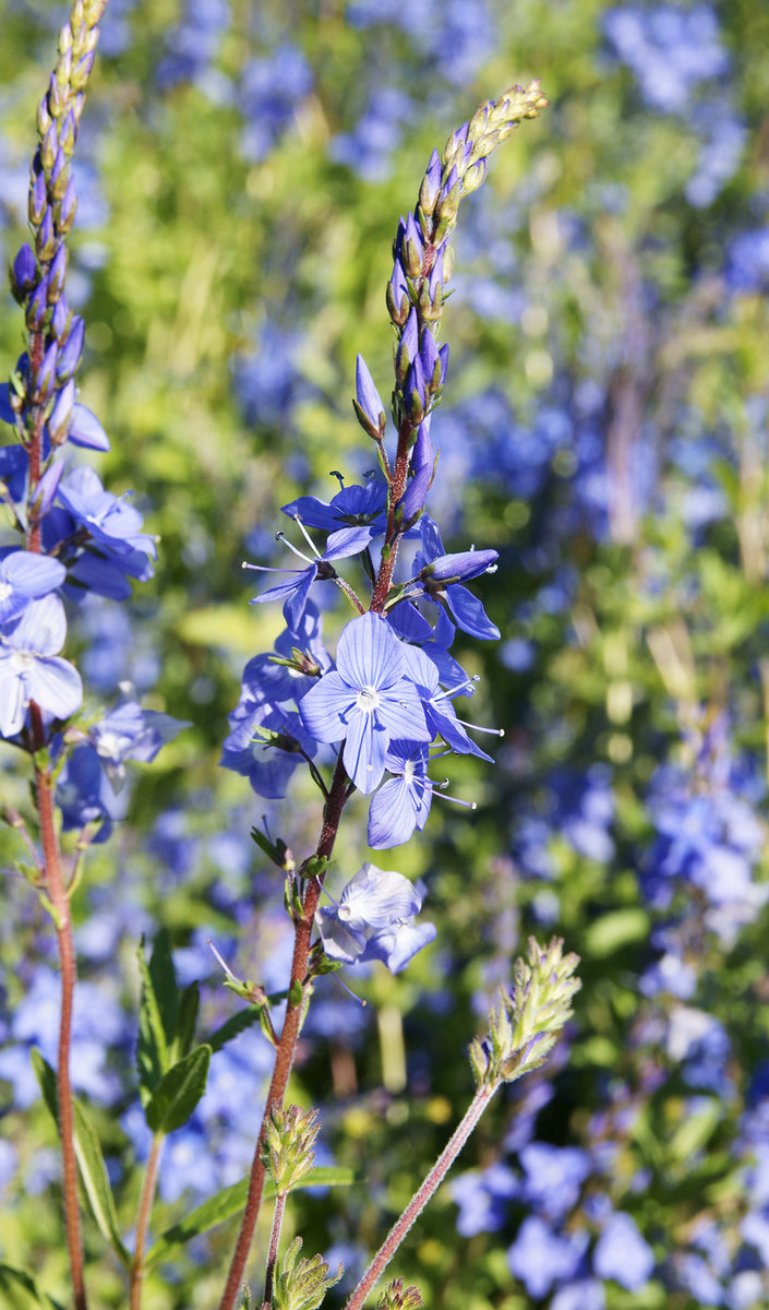 AZURE SAGE Salvia azurea – Ferri Seeds
