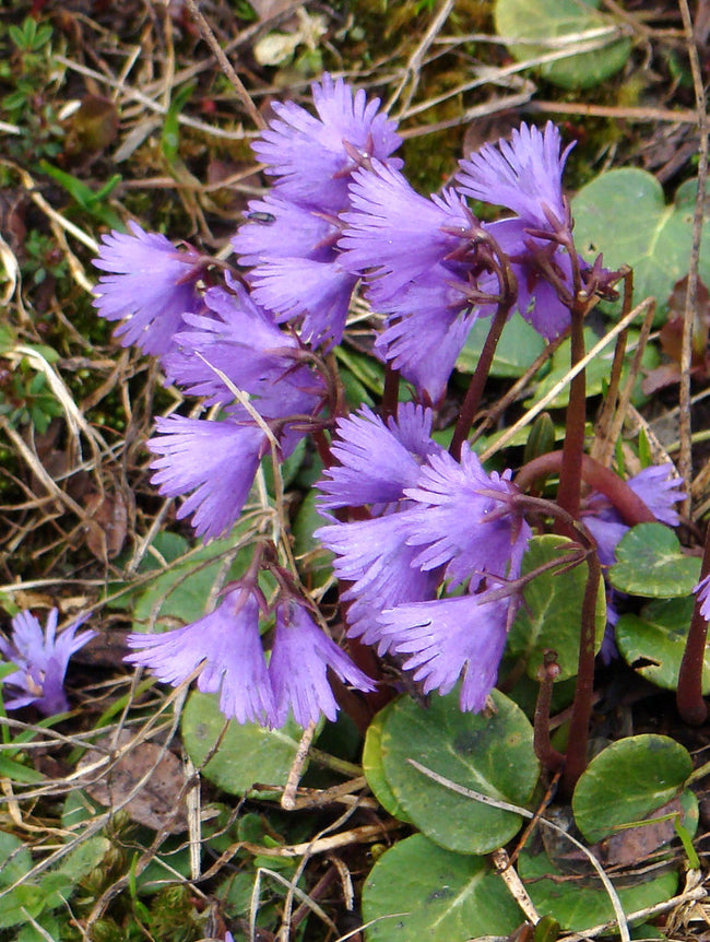 Soldanella alpina SNOWBELL – Ferri Seeds