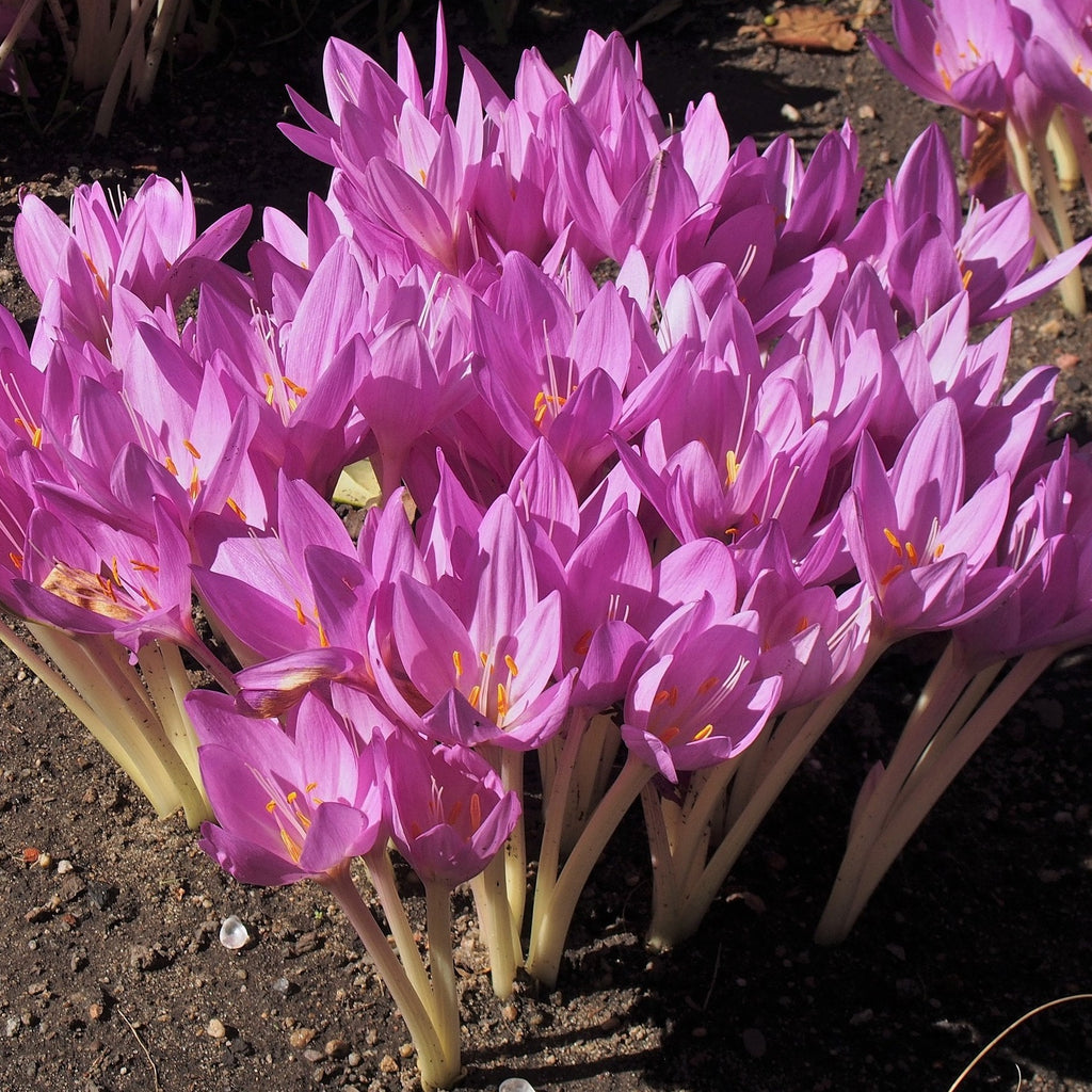 Colchicum speciosum FALL CROCUS – Ferri Seeds