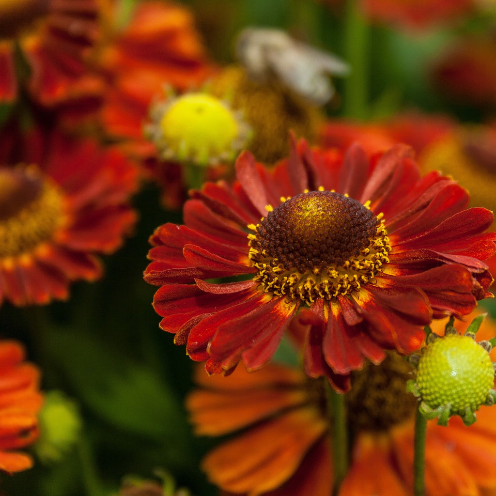 Helenium autumnale SNEEZEWEED RED SHADES – Ferri Seeds