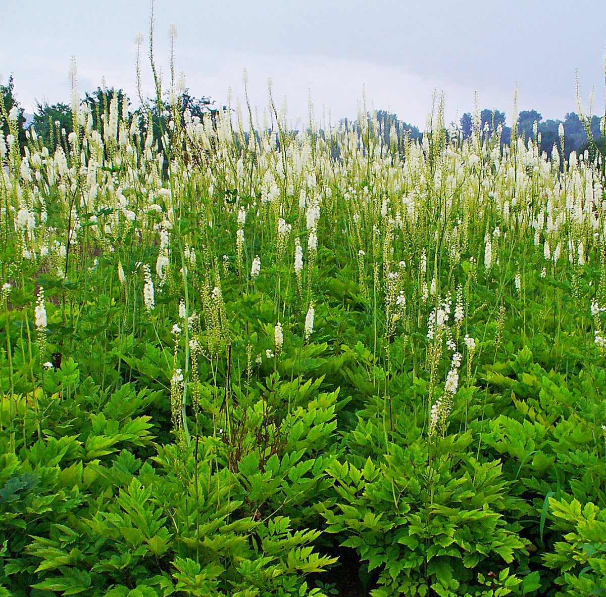 SNAKEROOT BUGBANE Cimicifuga racemosa var. cordifolia – Ferri Seeds