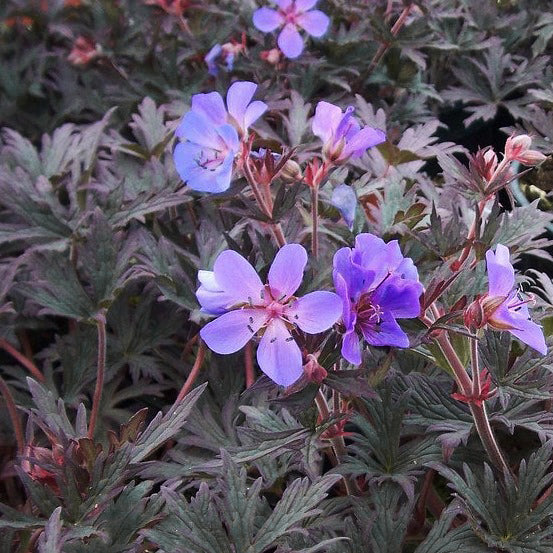 DARK REITER Geranium pratense – Ferri Seeds