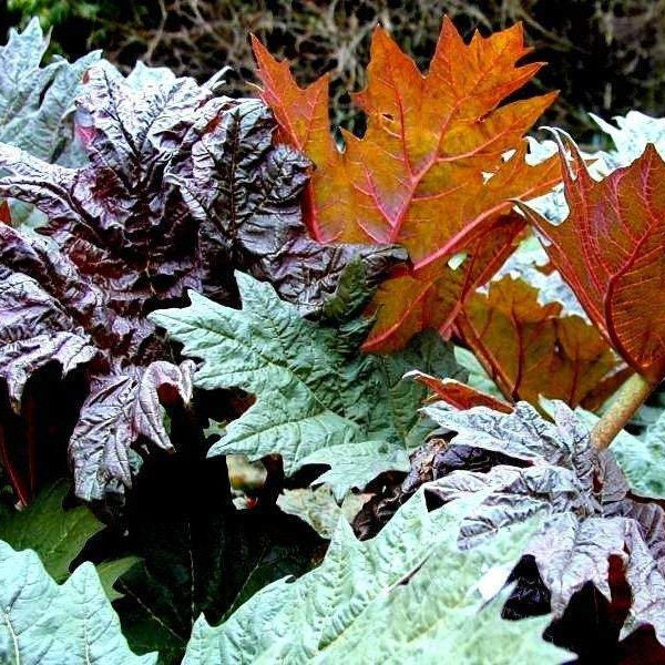 Rheum palmatum f. atrosanguineum ORNAMENTAL RHUBARB – Ferri Seeds
